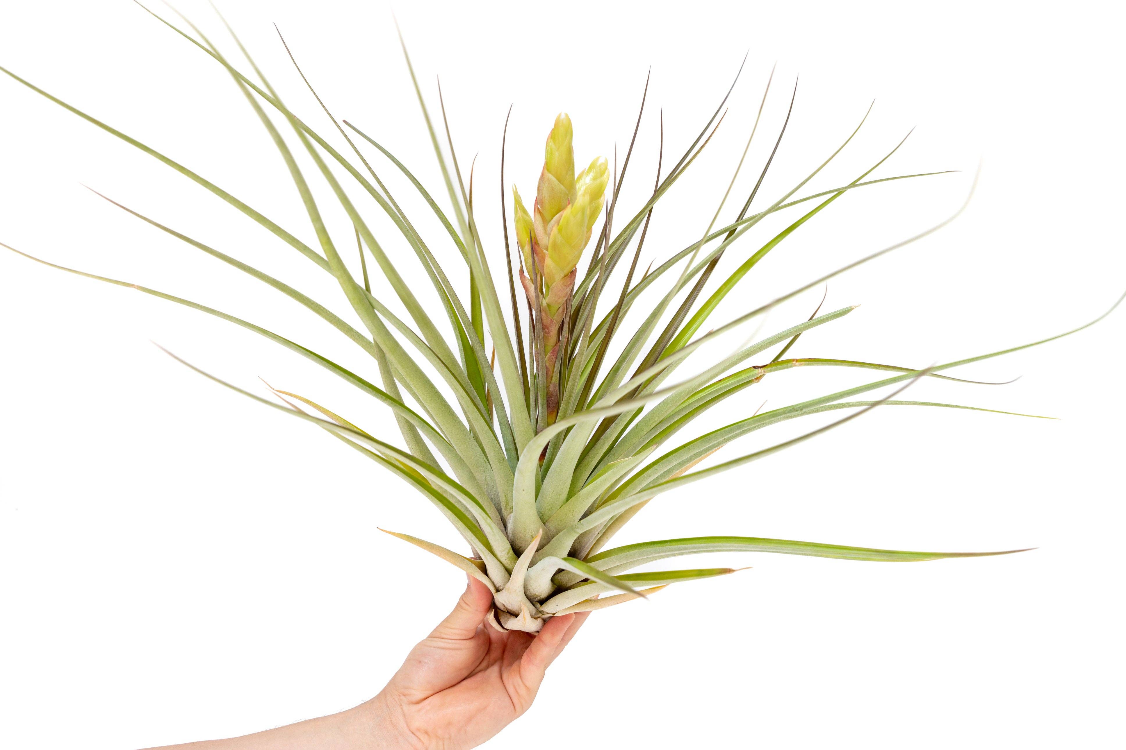 Tillandsia Fasciculata 'Tropiflora' Air Plant – Plant & Pottery Co